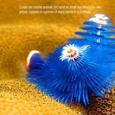 Corals | PPT