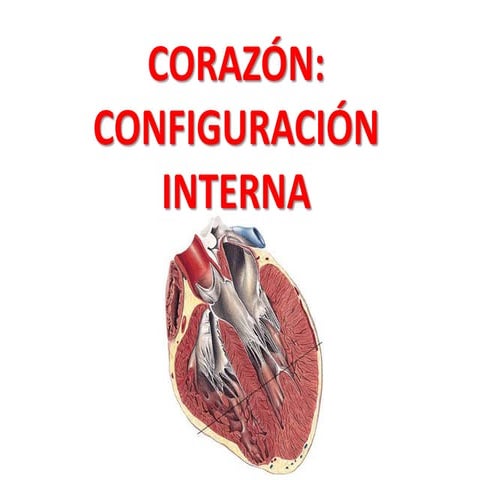 Anatomia del corazón | PPTX