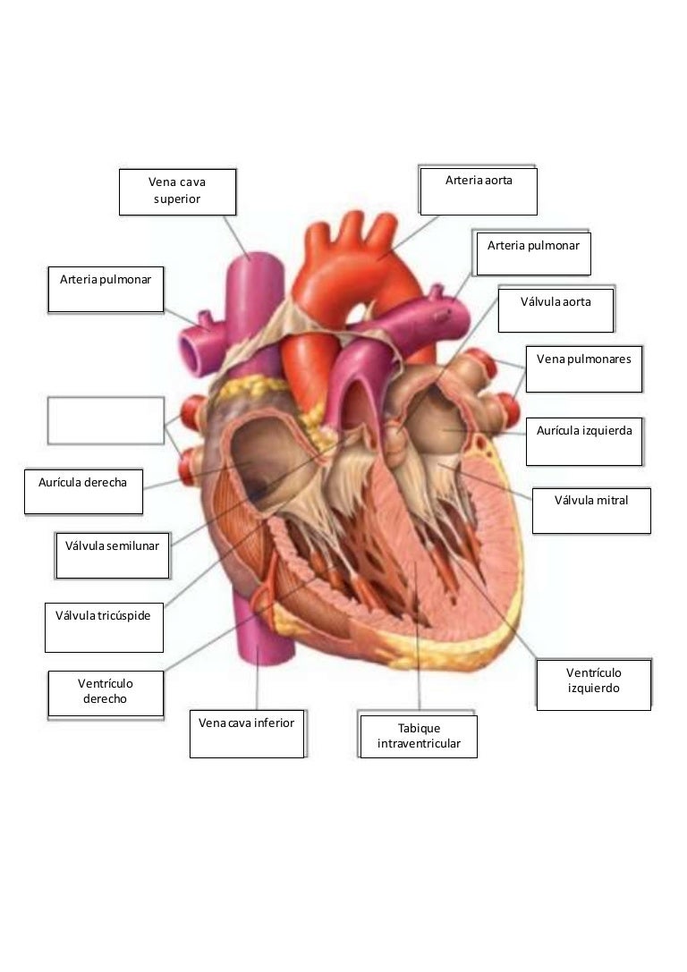 Corazón y sus partes