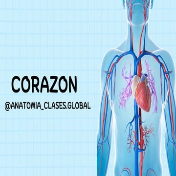 Comprehensive Overview of Abdominal Arterial Irrigation and Vascular ...
