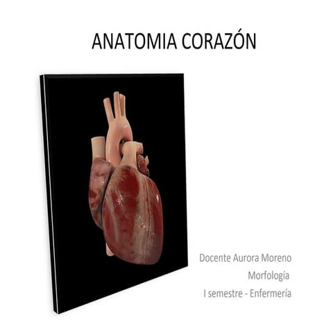 Anatomia del corazón | PPTX