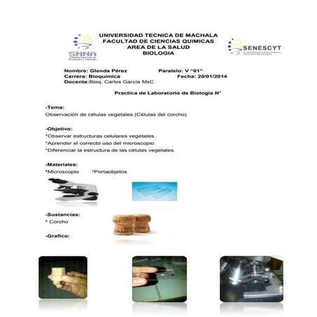 celulas del corcho | DOCX