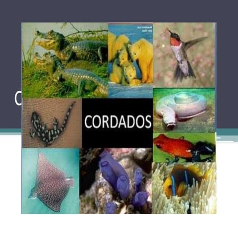 Cordados | PPTX