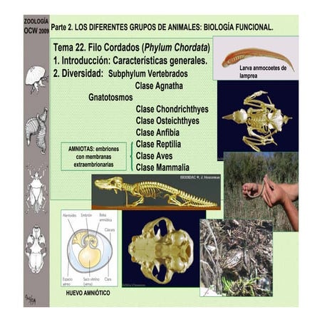 Cordados | PDF