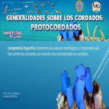Generalidades sobre los cordados: Protocordados | PDF