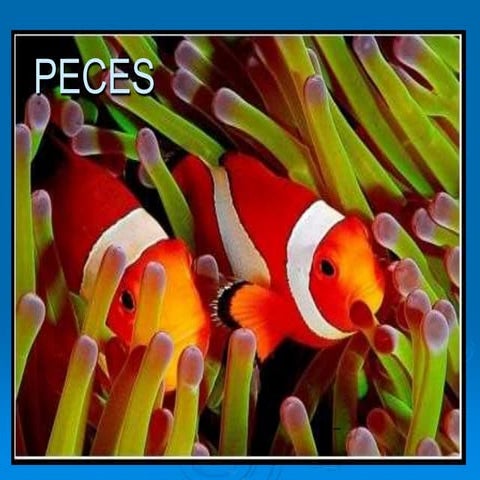 Vertebrados peces | PPTX