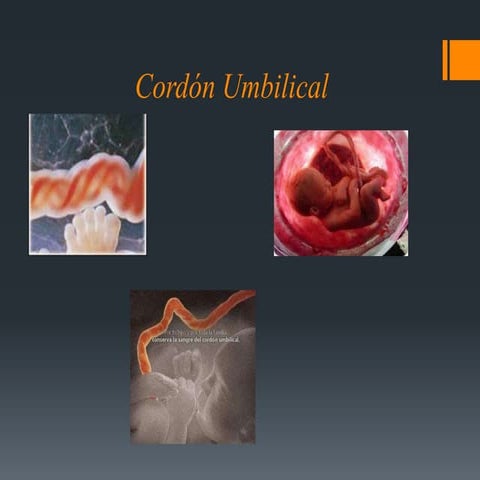 Cordon unbilical | PPTX