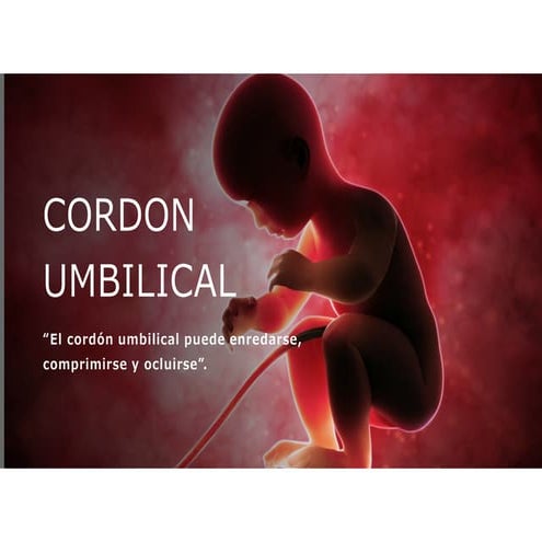 Formación del cordón umbilical | PPTX