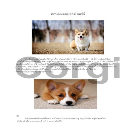Corgi | PDF