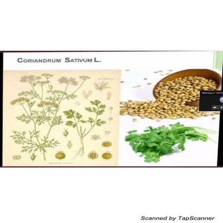 Coriander | PDF