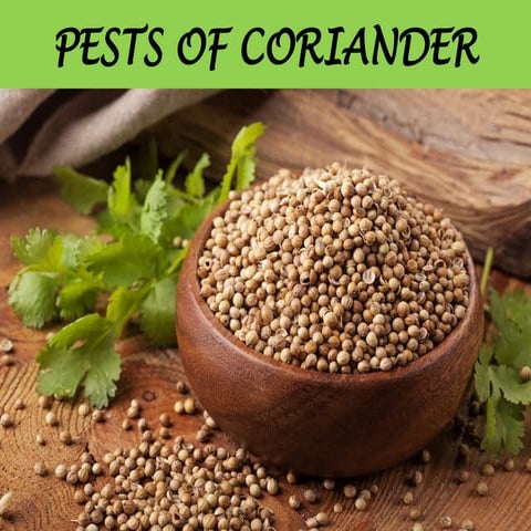 Coriander pests powerpoint presentation.pptx