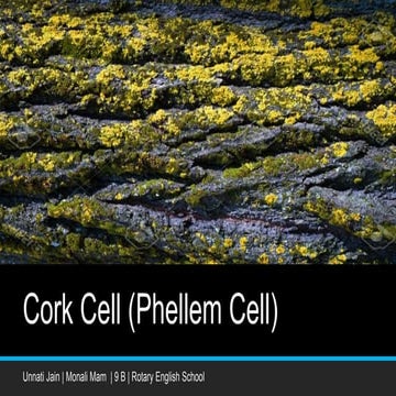 Cork Cell (Phellem Cell) | PPTX | Chemistry | Science
