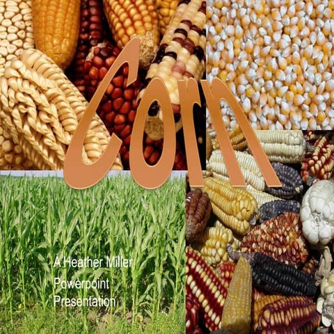 Structure and composition of corn maize | PPTX