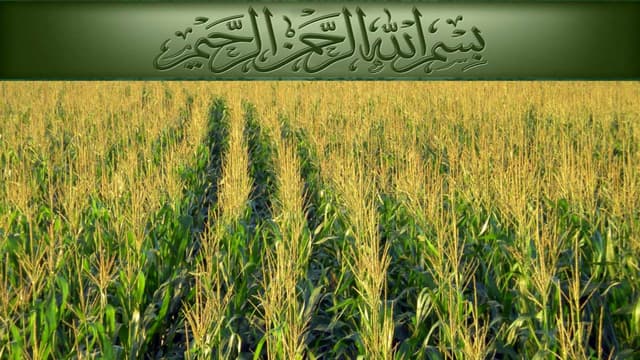 The production process of starch | PPTX