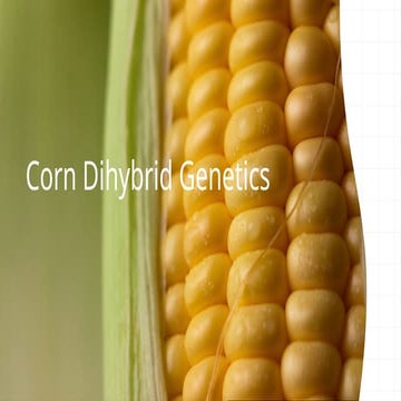 Corn Dihybrid Genetics Introduction.pptx