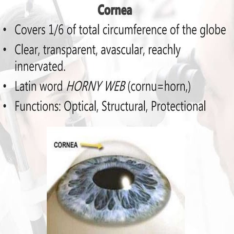 Cornea | PPTX