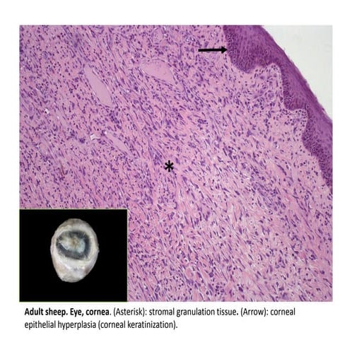 Corneal wound healing | PDF