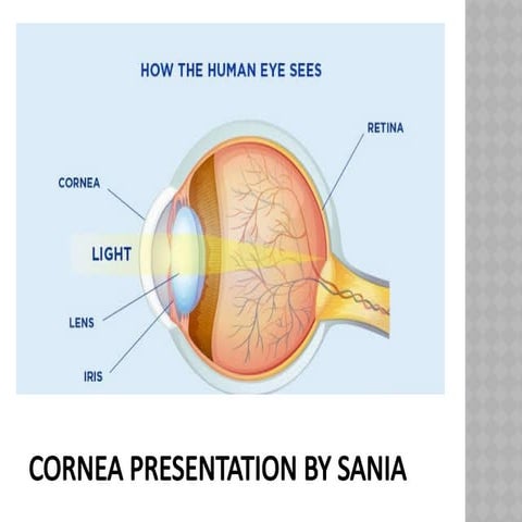 Anatomy of cornea and sclera | PPTX