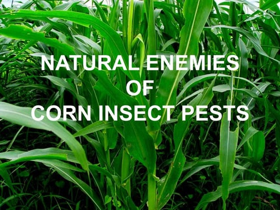 Corn Insect Pests.ppt