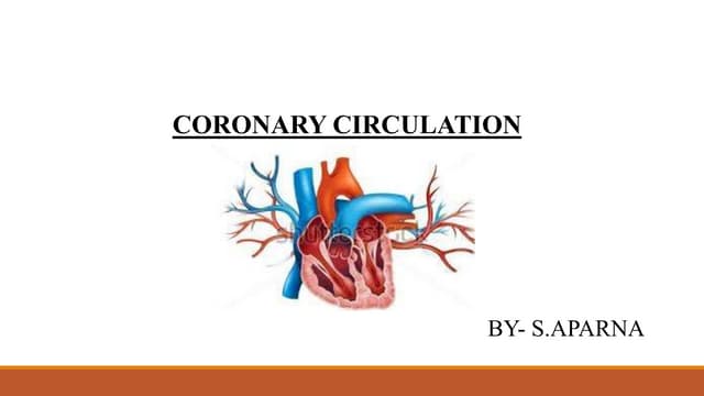 Splanchnic circulation | PPT