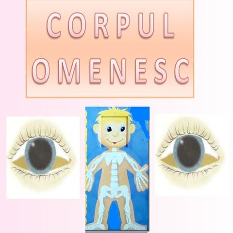 Corpul omenesc 2 | PPT