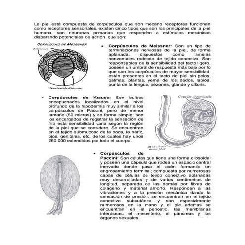Corpusculos de la piel | DOC