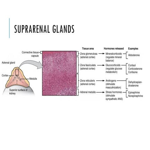 cortex and medulla of surrenal glands.pptx