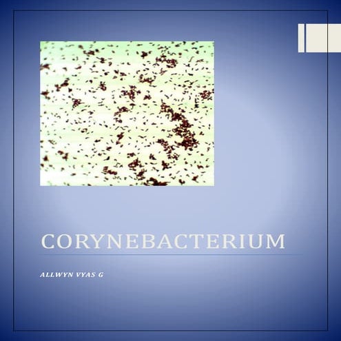 Corynebacterium | DOCX