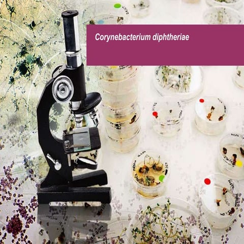 Corynebacterium diphtheriae | PPTX