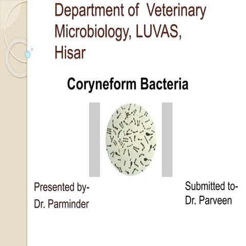 Coryneform Bacteria.pptx