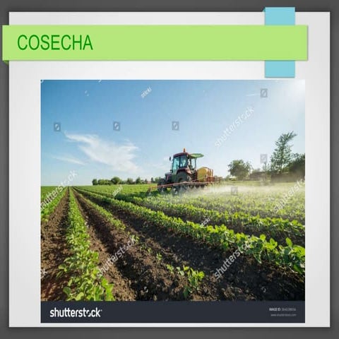 Cosecha | PPTX