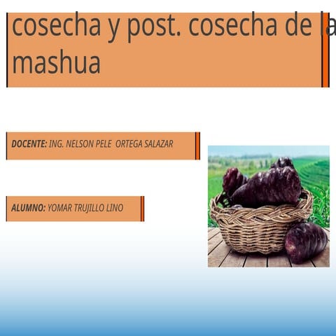 cosecha y post. cosecha de la mashua.pptx