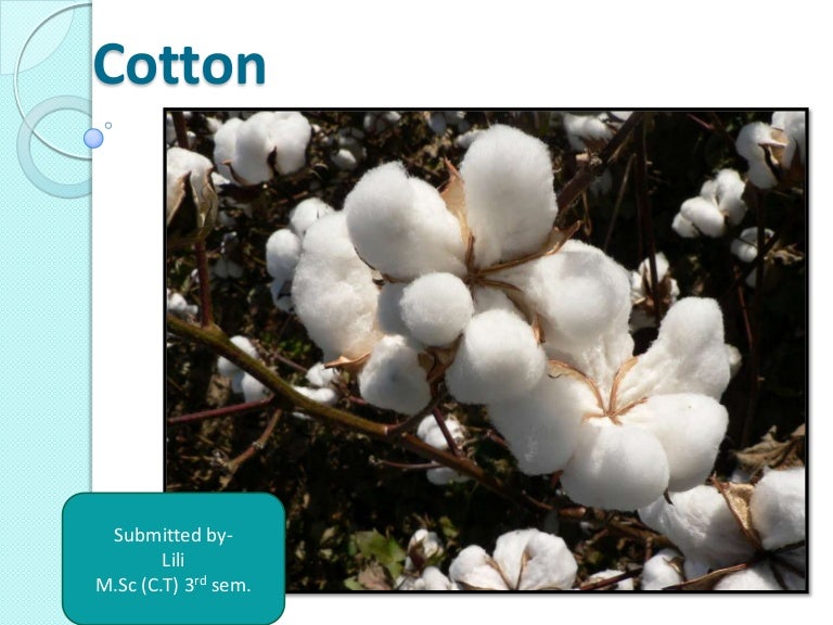 Cotton fiber manufacturing, physical and chemical properties Cotton fiber manufacturing, physical and chemical properties