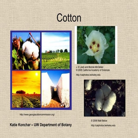 Cotton plant and its economic importance.ppt