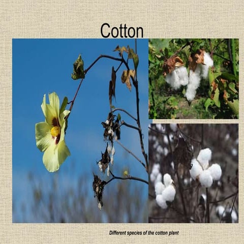 Industrial Cotton-Processing and Handling.ppt