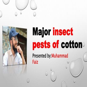 Cotton pests by Muhammad Faiz.pptx