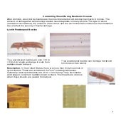 Course Controlling wood boring beetles in homes (1).pptx