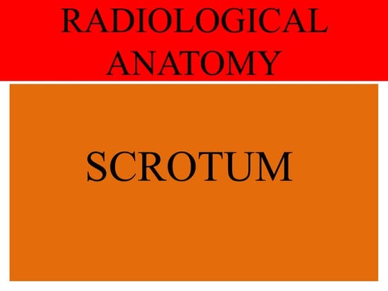 Anatomy of the scrotum | PPTX | Infertility | Reproductive Health