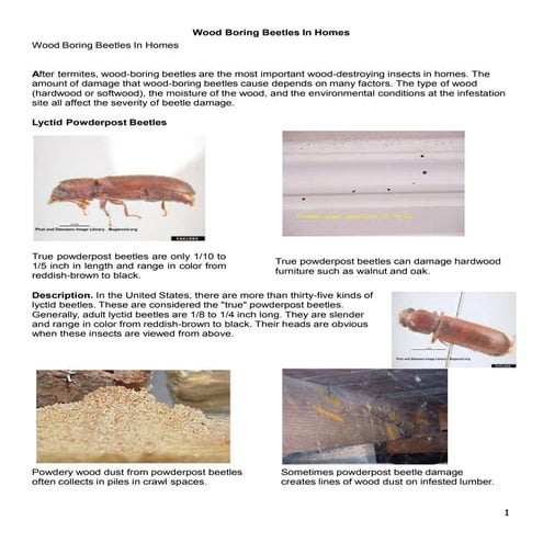 Course Wood boring beetles in homes.pptx