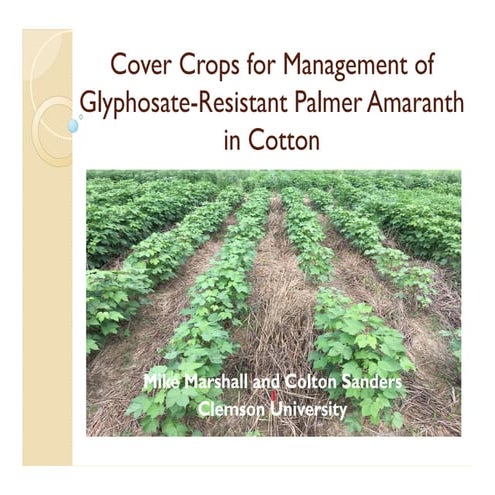 Cover crops for management in cotton marshall | PDF