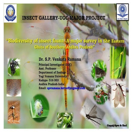 BIODIVERSITY OF INSECT FAUNA – A MAJOR SURVEY IN THE EASTERN GHATS OF ...