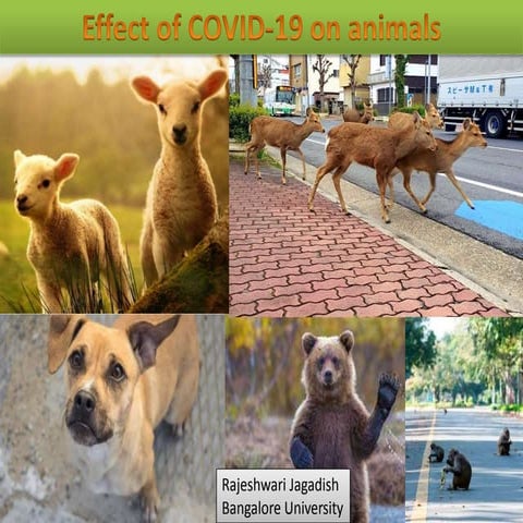 Covid and its impact on animals | PPTX