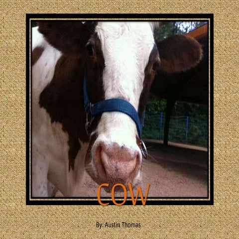 All about cows | PPTX