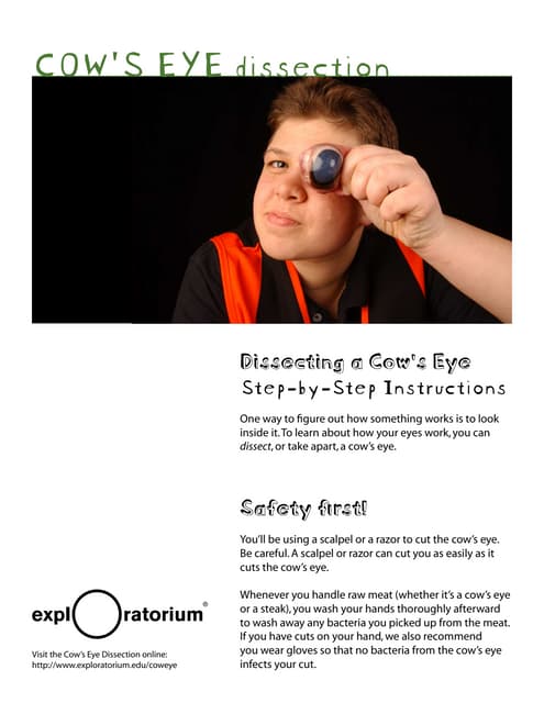 Cow eye – dissection and label | PPTX