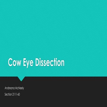 Cow eye dissection 2111-60 Andreana McNeely | PPT