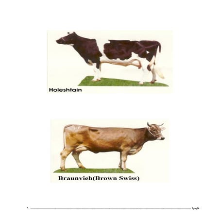 Cow images | PDF