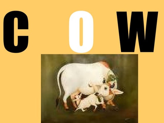 The Indian Cow | PDF