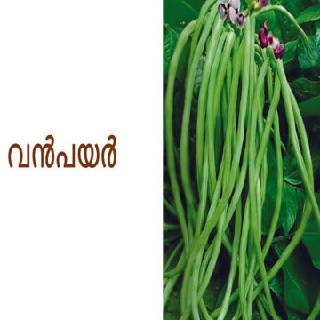 Cowpea - The overall aspects of cultivation | PPTX