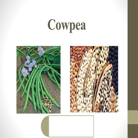 Cow pea | PPTX