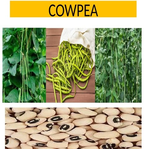 COWPEA and its introduction:basdics.pptx